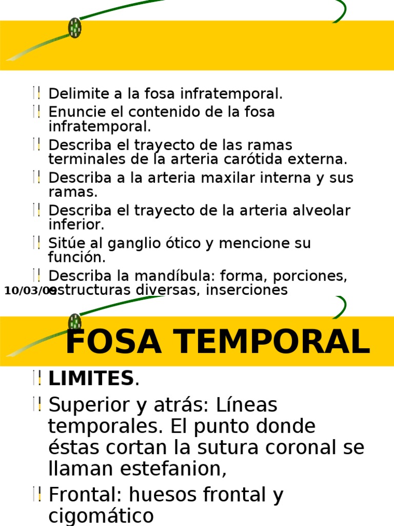11 Fosa Infra Temporal Fosa Mandibular | PDF | Sistema ...