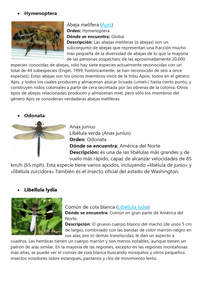Investigacion de Insectos | PDF | Insectos | Hexapoda
