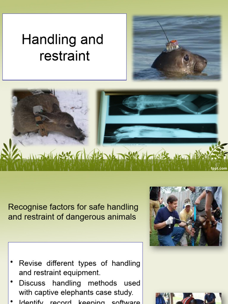 Safe Handling and Restraint of Zoo Animals | PDF | Personal Protective ...