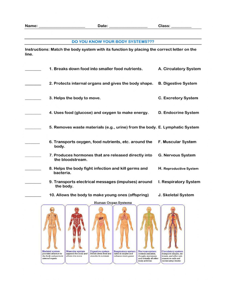 Body System | PDF