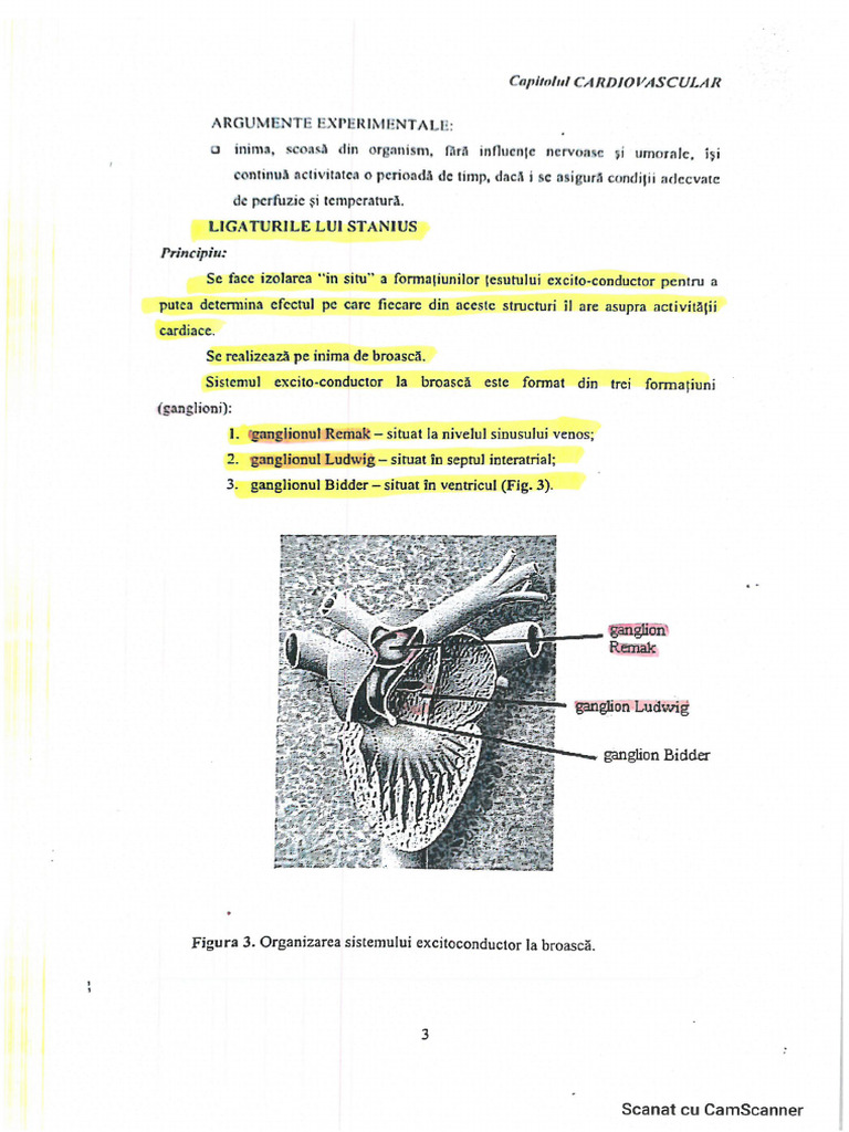 Ligaturile Lui Stanius | PDF