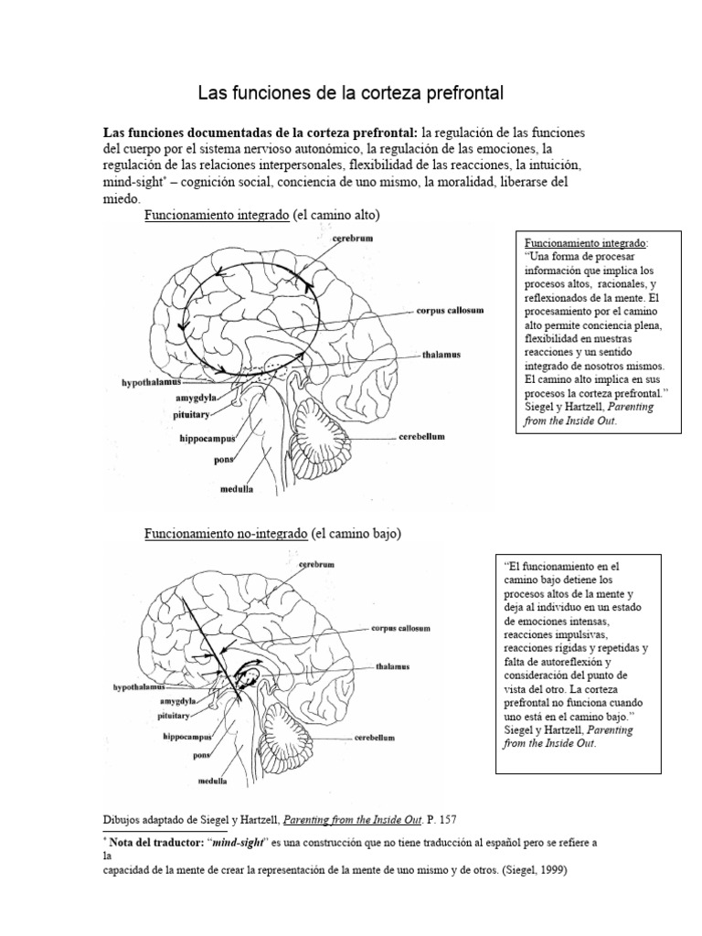 SP-Las Funciones de La Corteza Prefrontal (Prefrontal Cortex ...
