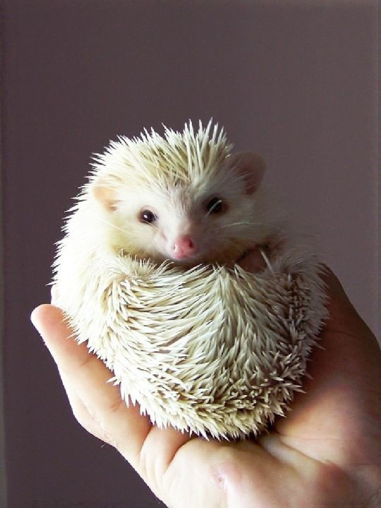 PDF