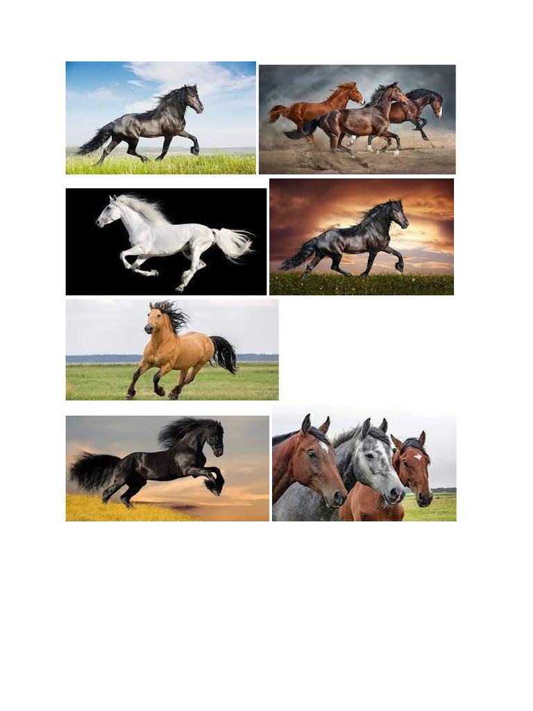 Caballos PDF | PDF