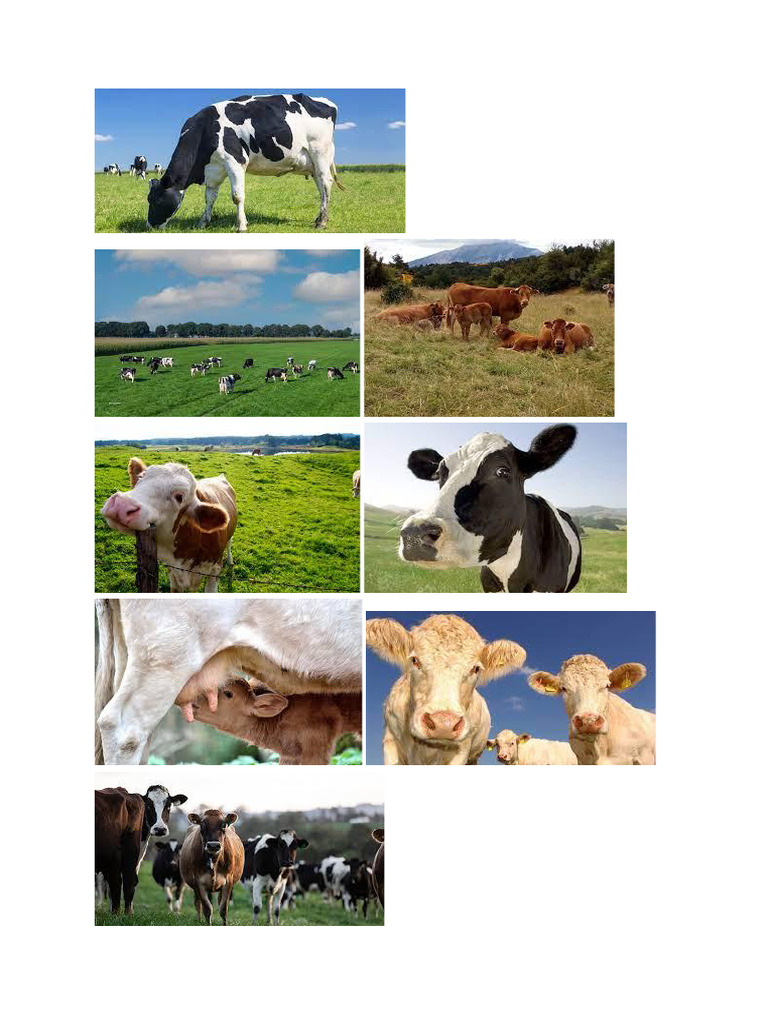Vacas PDF | PDF