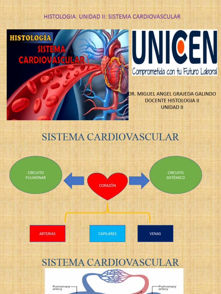 Estructura del Sistema Cardiovascular | PDF | Artería | Corazón