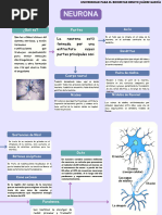 Neurona y Sus Partes Dibujo | PDF | Axon | Neurona
