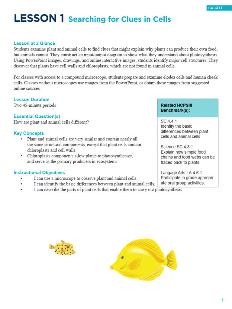 G4U3L1 Searching For Clues in Cells | PDF | Photosynthesis | Plants