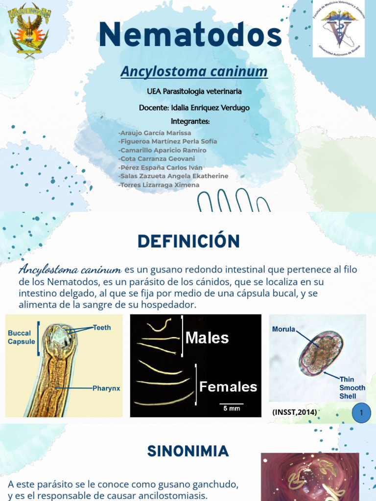 Ancy Lost Oma | PDF | Nematodo | Gatos