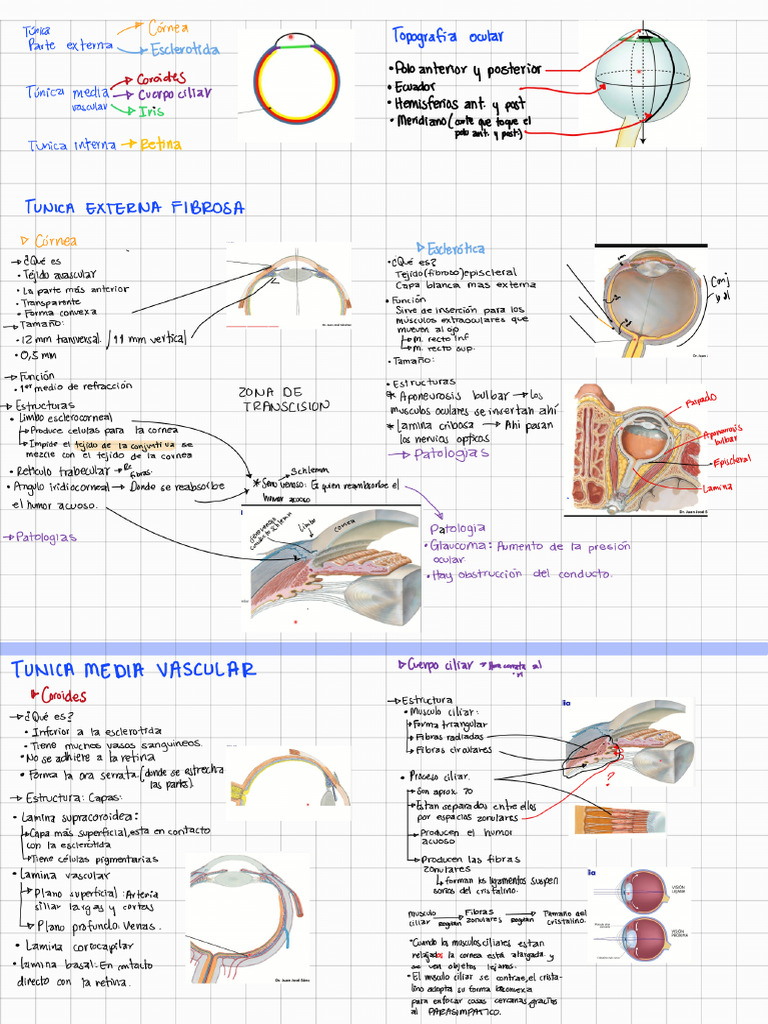 Anatomía Del Ojo | PDF