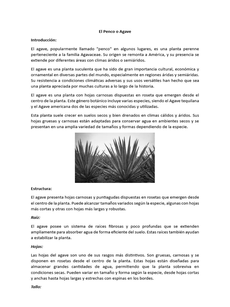 El Penco o Agave | PDF | Botánica | Plantas