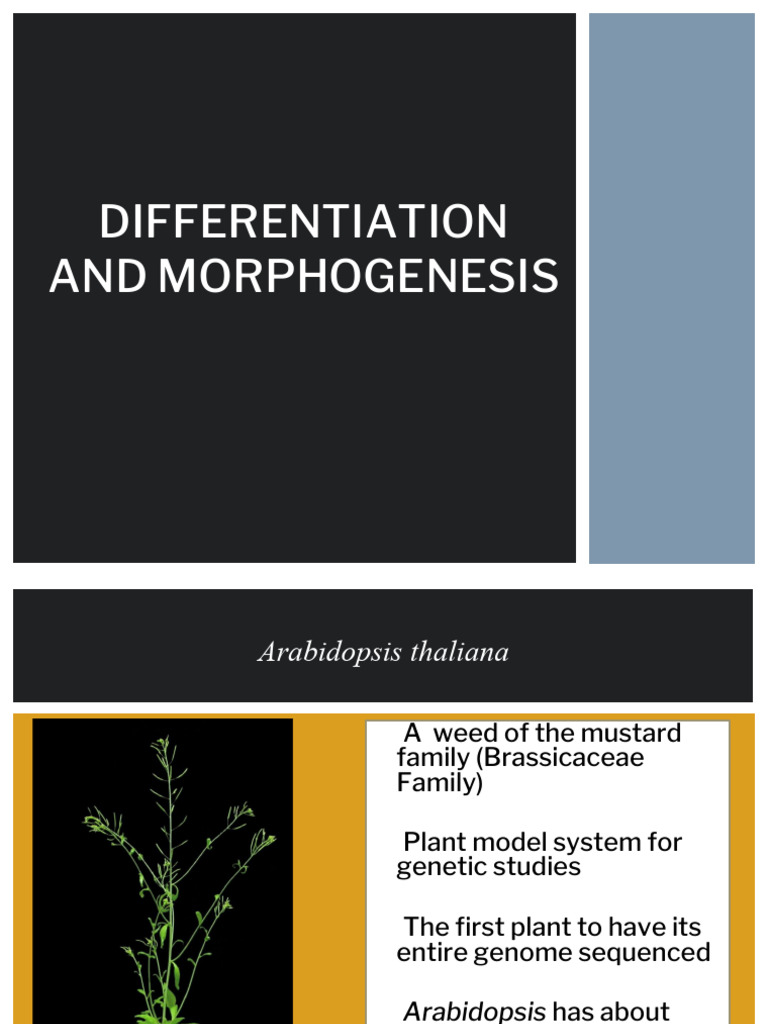 BIO109P Module 2. Differentiation & Morphogenesis | PDF | Developmental ...