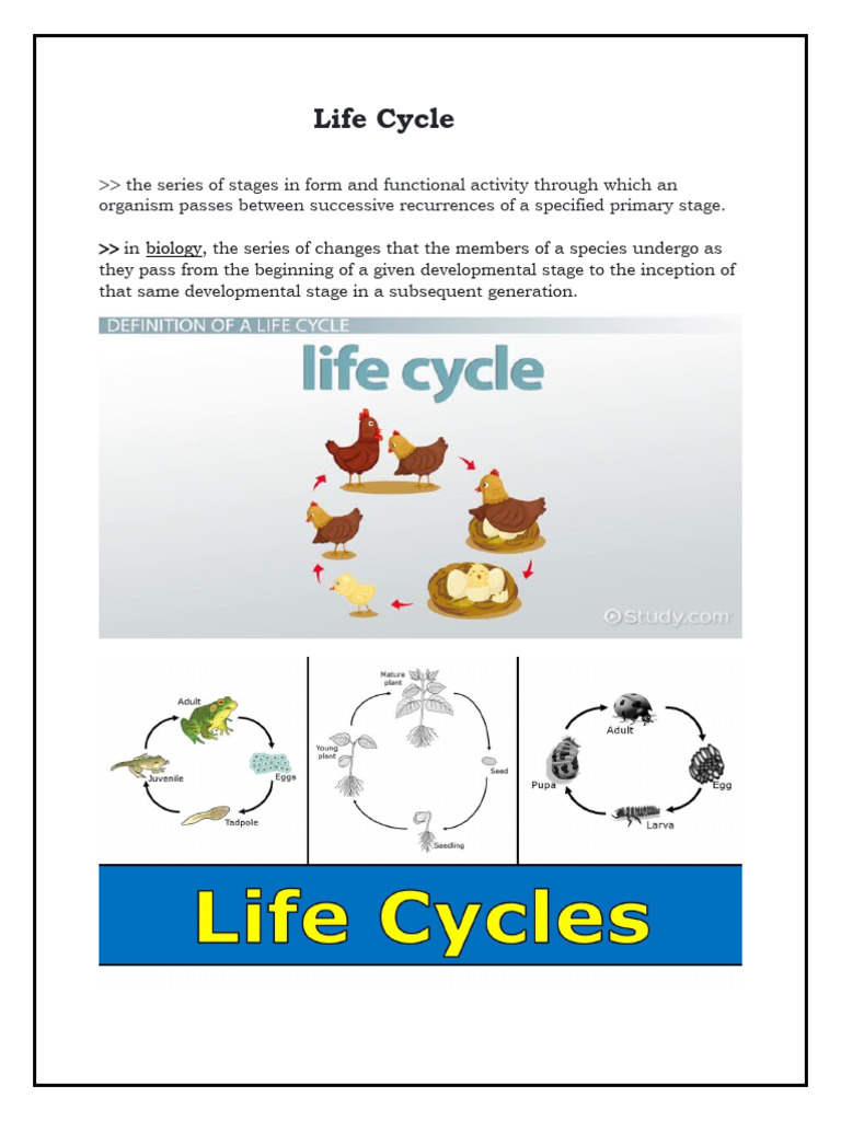 Life Cycle | PDF