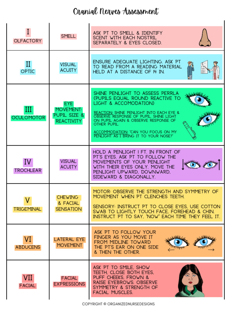 Cranial Nerves 1styear Pdf Human Anatomy Human Head And Neck