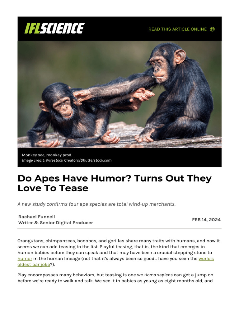 Do Apes Have Humor Turns Out They Love To Tease | PDF | Ape | Hominidae