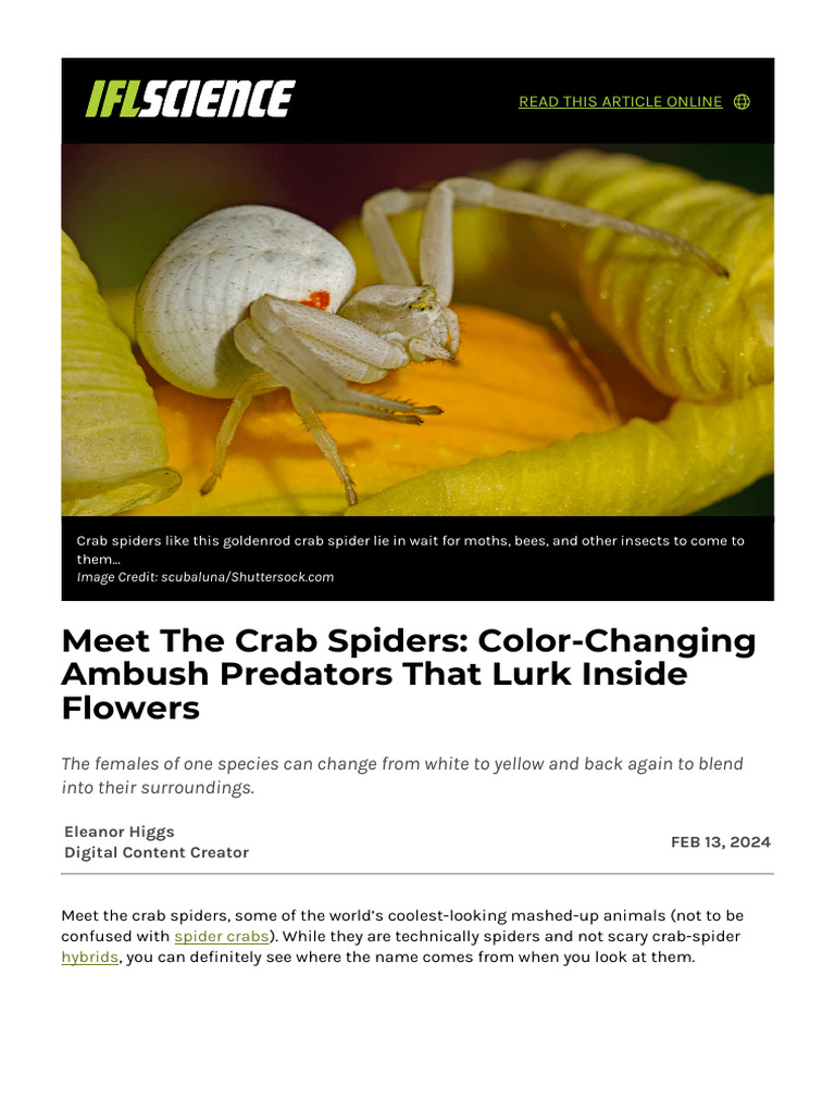Meet The Crab Spiders - Color-Changing Ambush Predators That Lurk ...