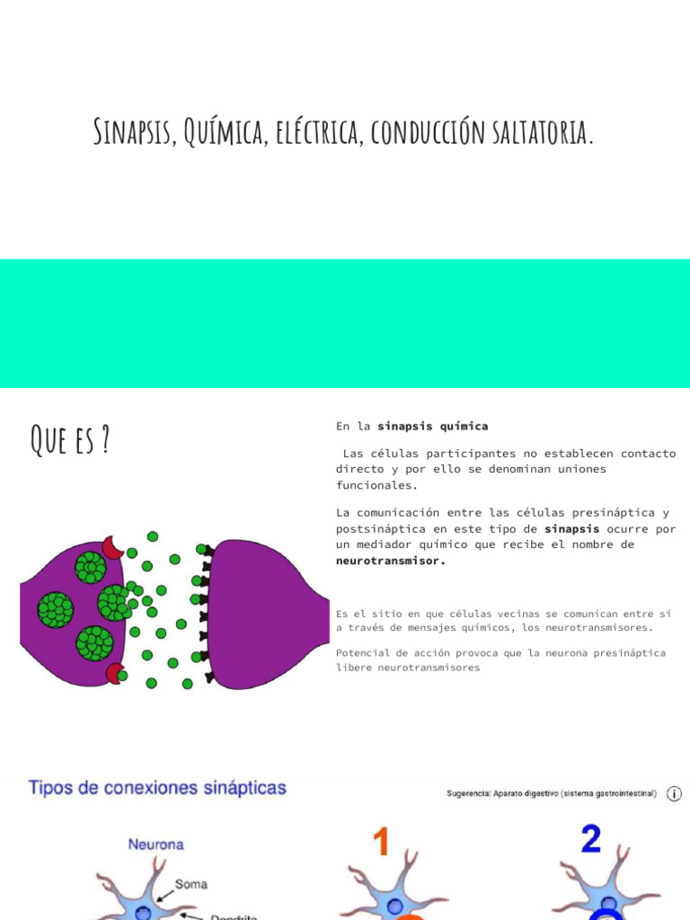 Sinapsis: Química y Eléctrica Explicada | PDF | Sinapsis | Neurotransmisor