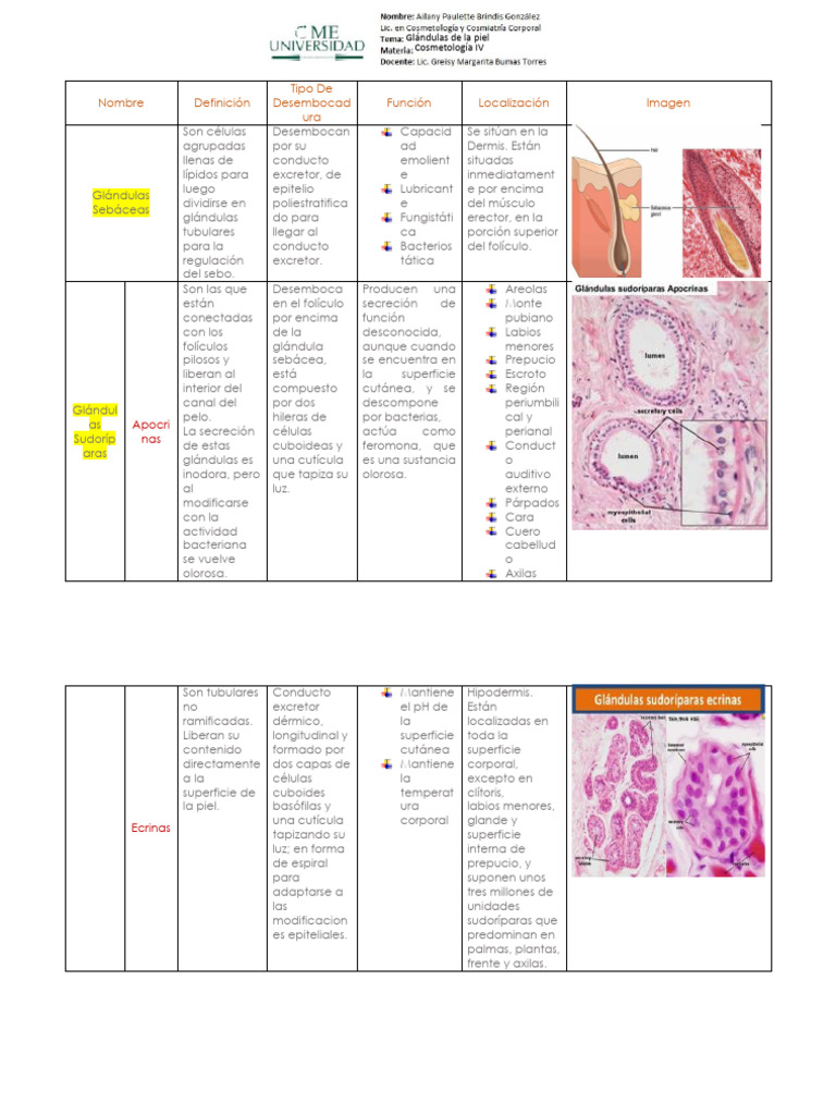 Glándulas | PDF | Morfología (biología) | Anatomía