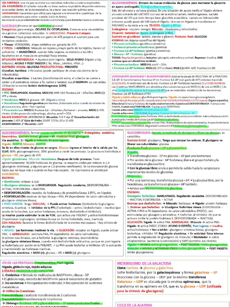 ERA 2 Bioq | PDF | Glucógeno | Glucólisis