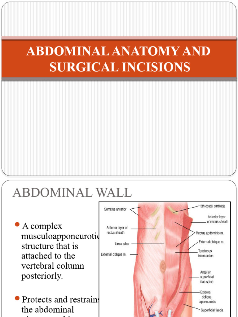 Abdominal Anatomy and Surgical Incisions | PDF | Abdomen | Aorta