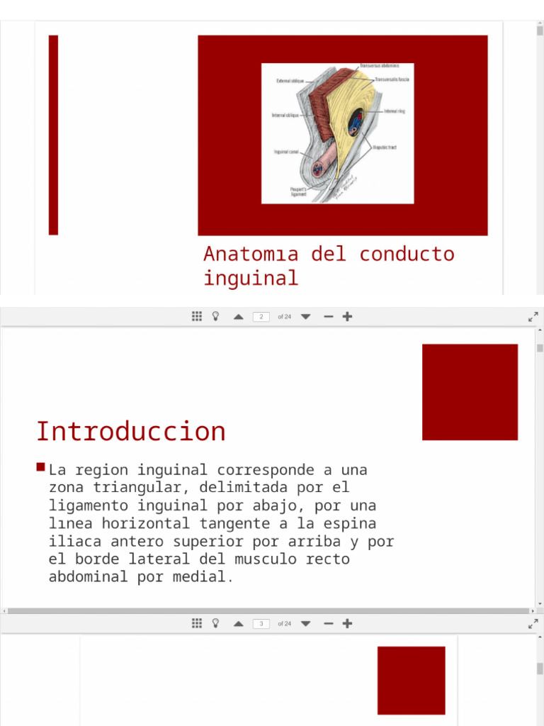 Anatomia Conducto Inguinal | PDF