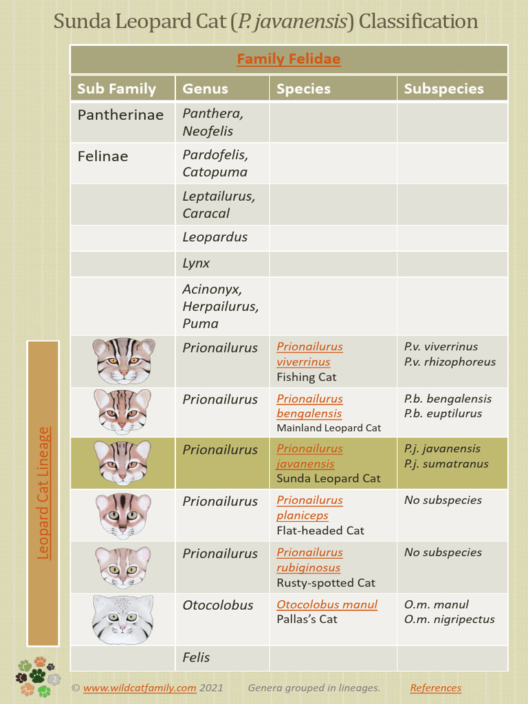 Sunda Leopard Cat Classification Chart | PDF | Felidae | Felines