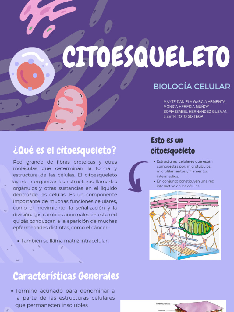 Funciones y Estructura del Citoesqueleto | PDF | Citoesqueleto ...