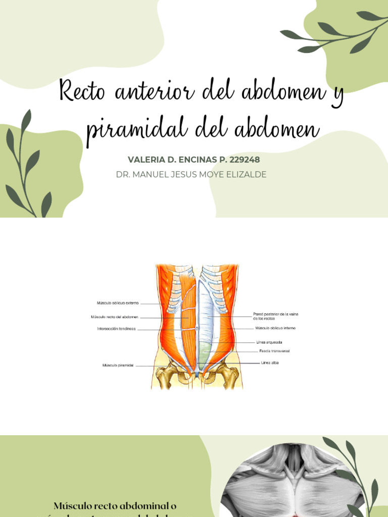 Músculos Recto y Piramidal del Abdomen | PDF | Abdomen | Anatomía