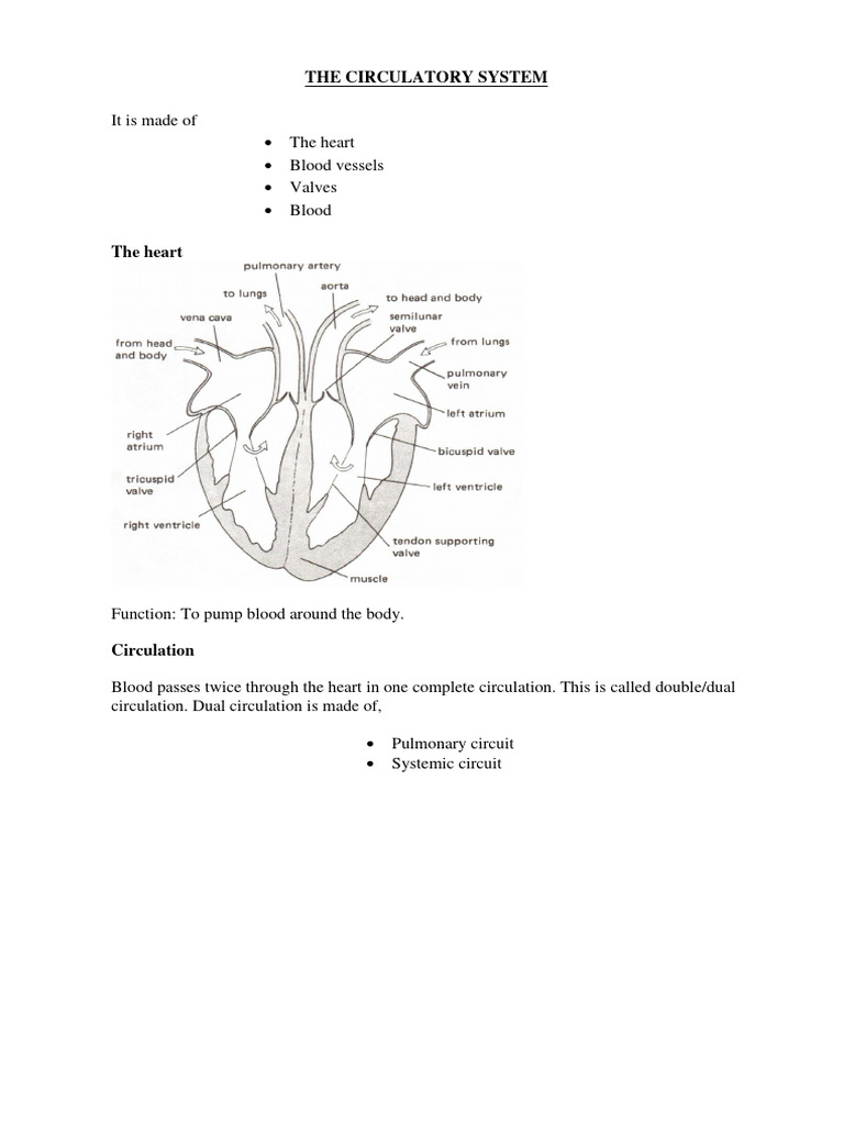 The Circulatory System | PDF | Atrium (Heart) | Ventricle (Heart)