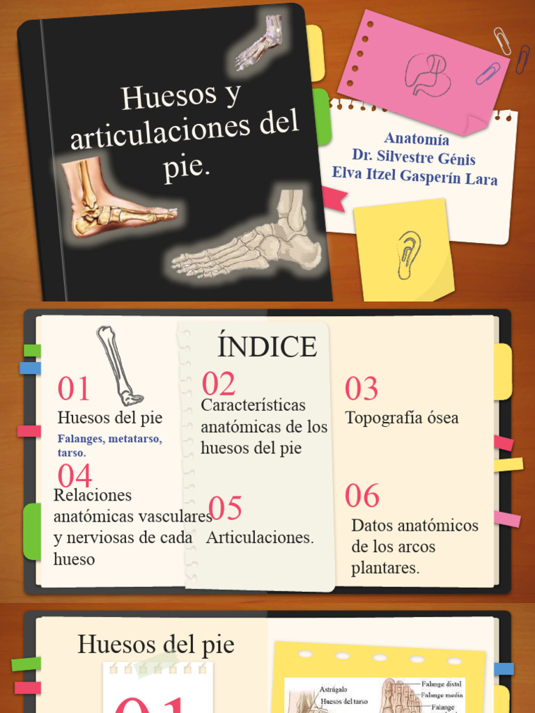 Huesos y articulaciones del pie | PDF | Pie | Sistema musculoesquelético