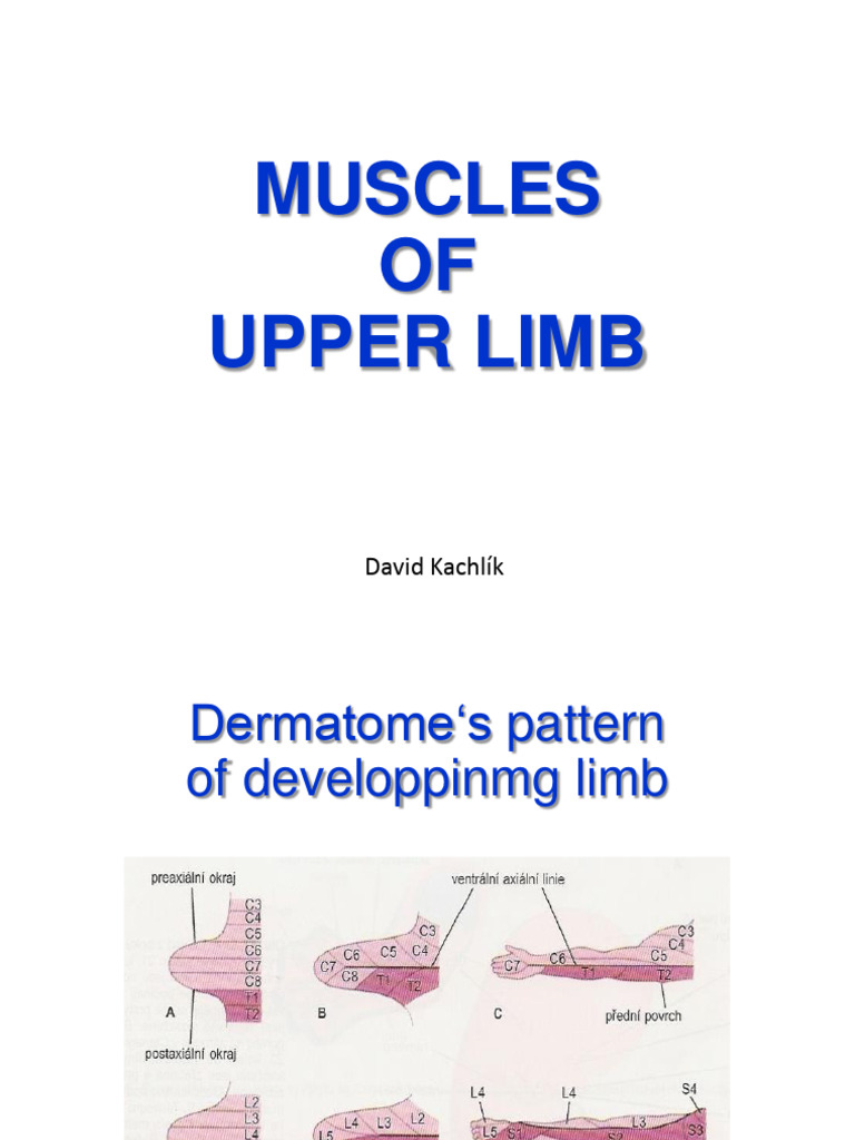 Muscles of Upper Limb 1 | Download Free PDF | Anatomical Terms Of ...