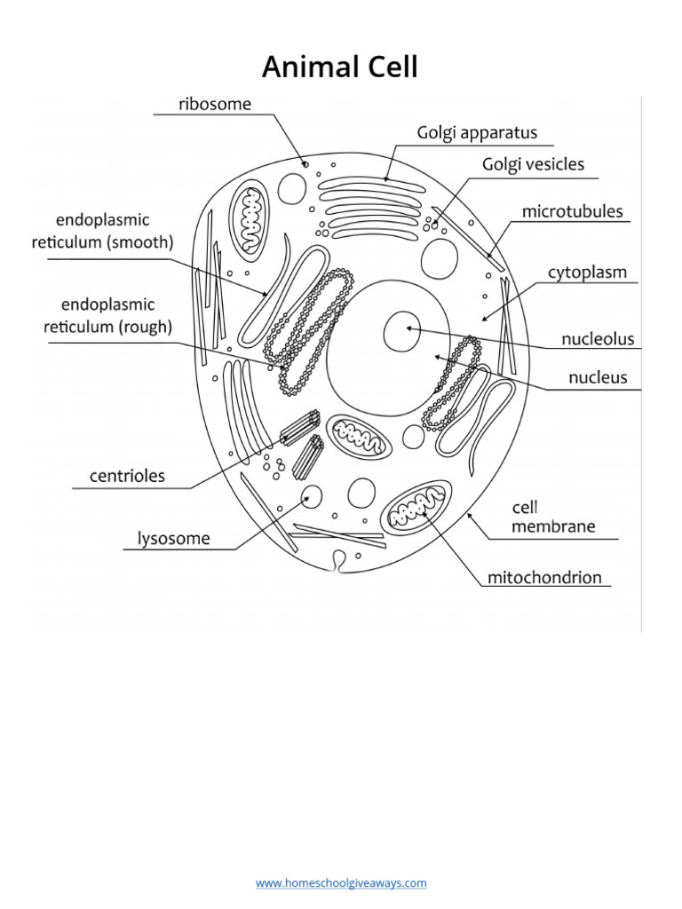 Parts of Cell Fact Cards | PDF | Cell (Biology) | Chloroplast
