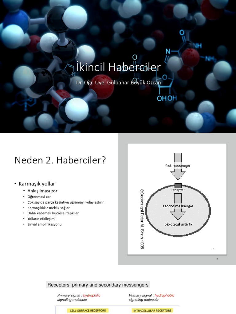 İkincil Haberciler Son | PDF