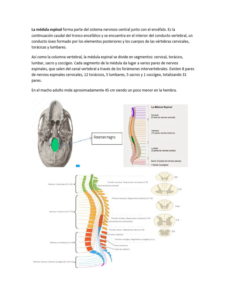 Anatomía de la Médula Espinal | PDF | Médula espinal | Materia gris