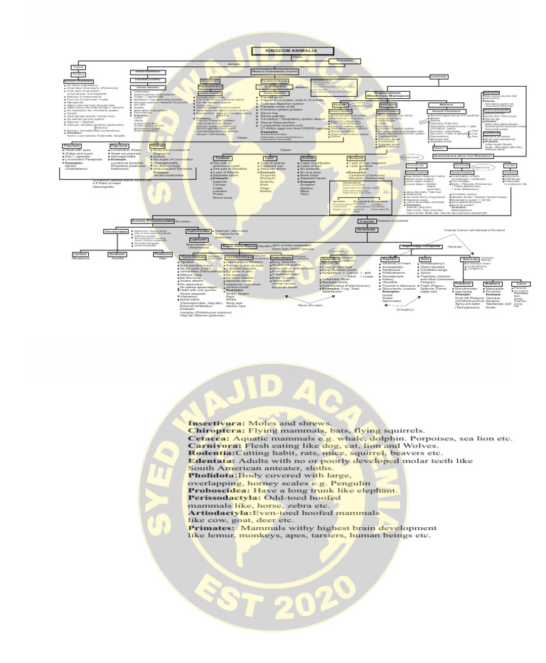 Kingdom Animalia Deep Flowchart | PDF | Mammals | Invertebrate
