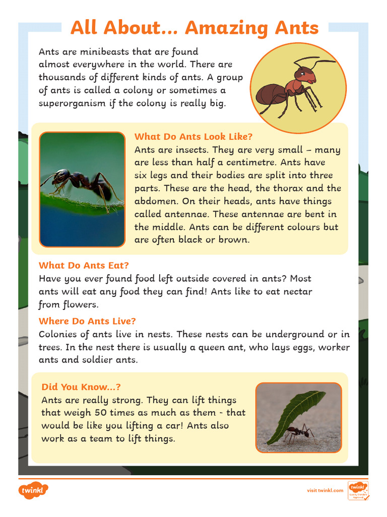 Ants: Fascinating Facts for Kids | PDF | Home & Garden | Young Adult