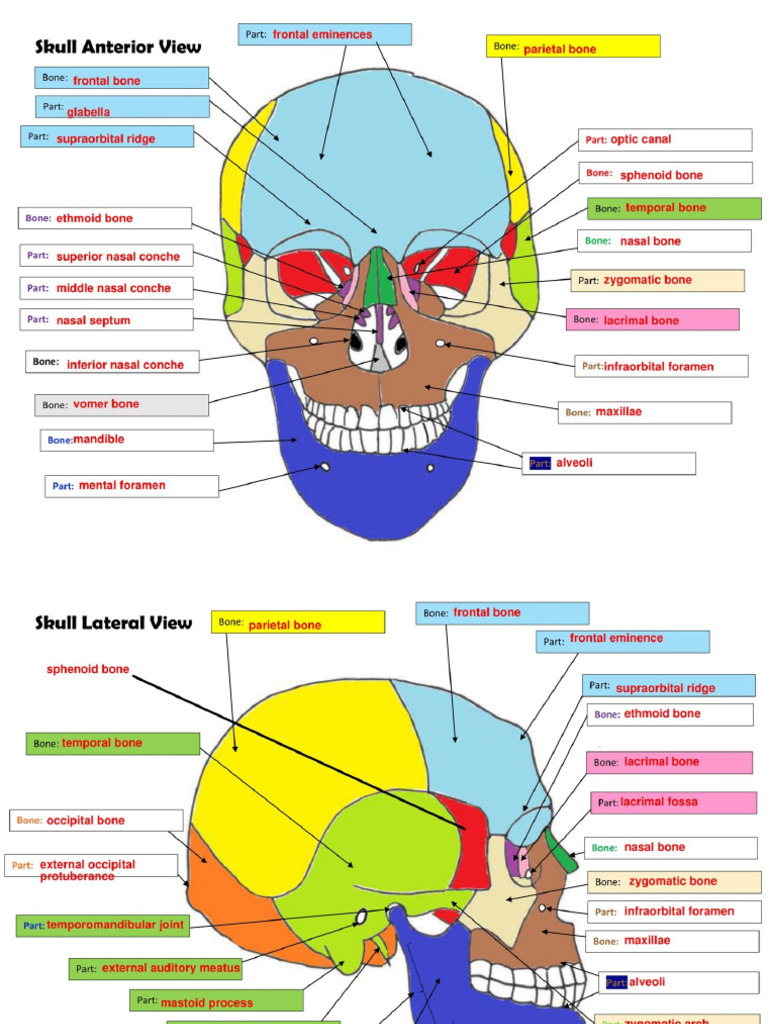 Skull Labeling KEY (F) | PDF