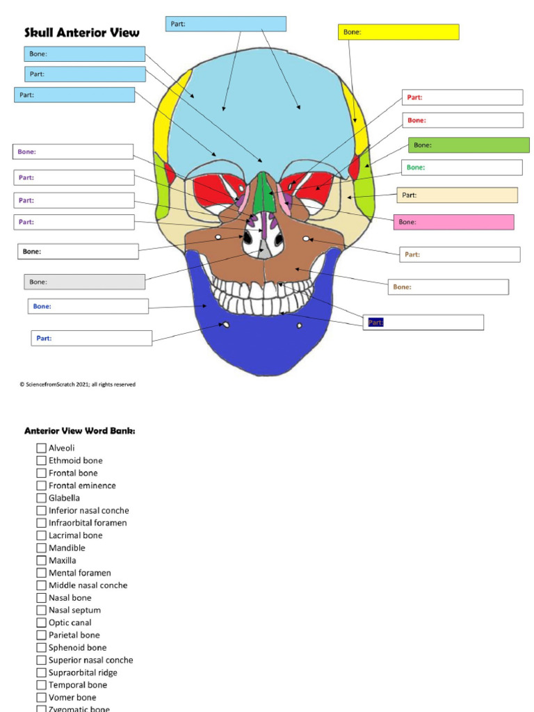 Skull Labeling (F) | PDF