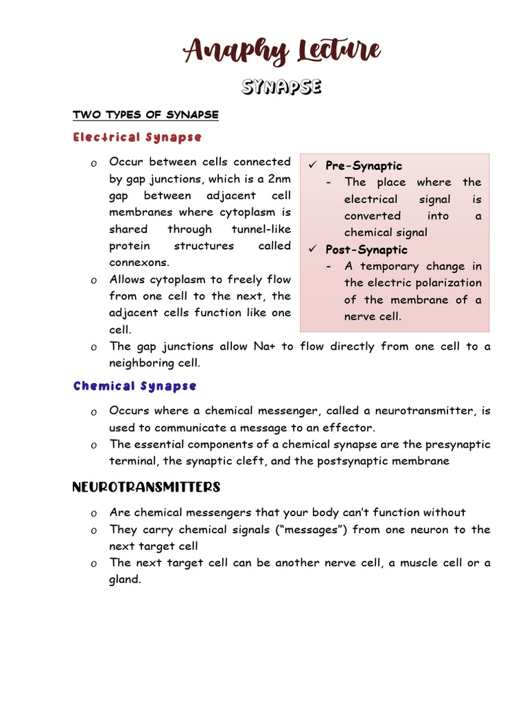 Synapse | PDF | Neurotransmitter | Chemical Synapse