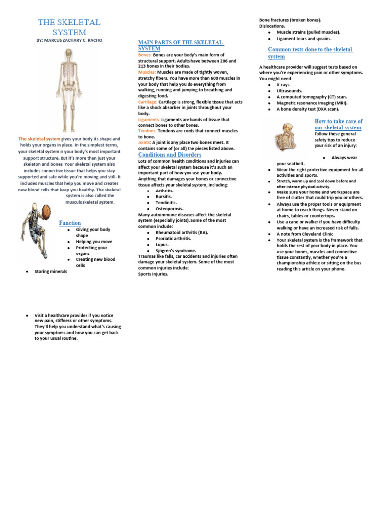 THE SKELETAL Sysytem Brochure | PDF | Bone | Skeleton