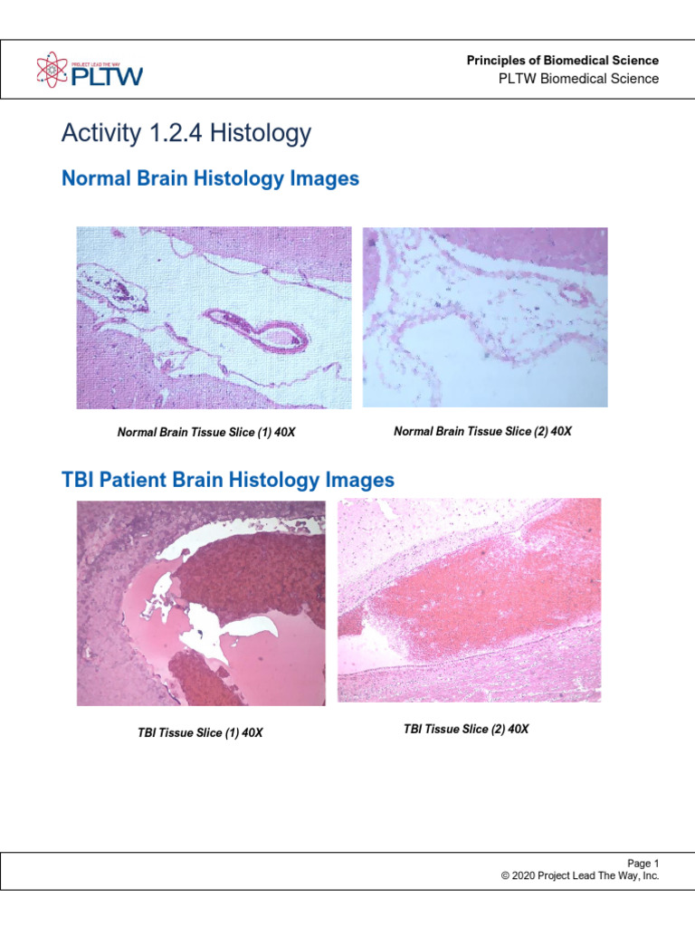 1.2.4 - Brain Histology Images | PDF