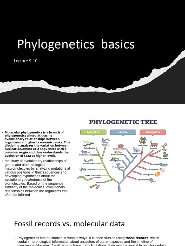 Molecular Phylogenetics | PDF | Phylogenetic Tree | Molecular Phylogenetics