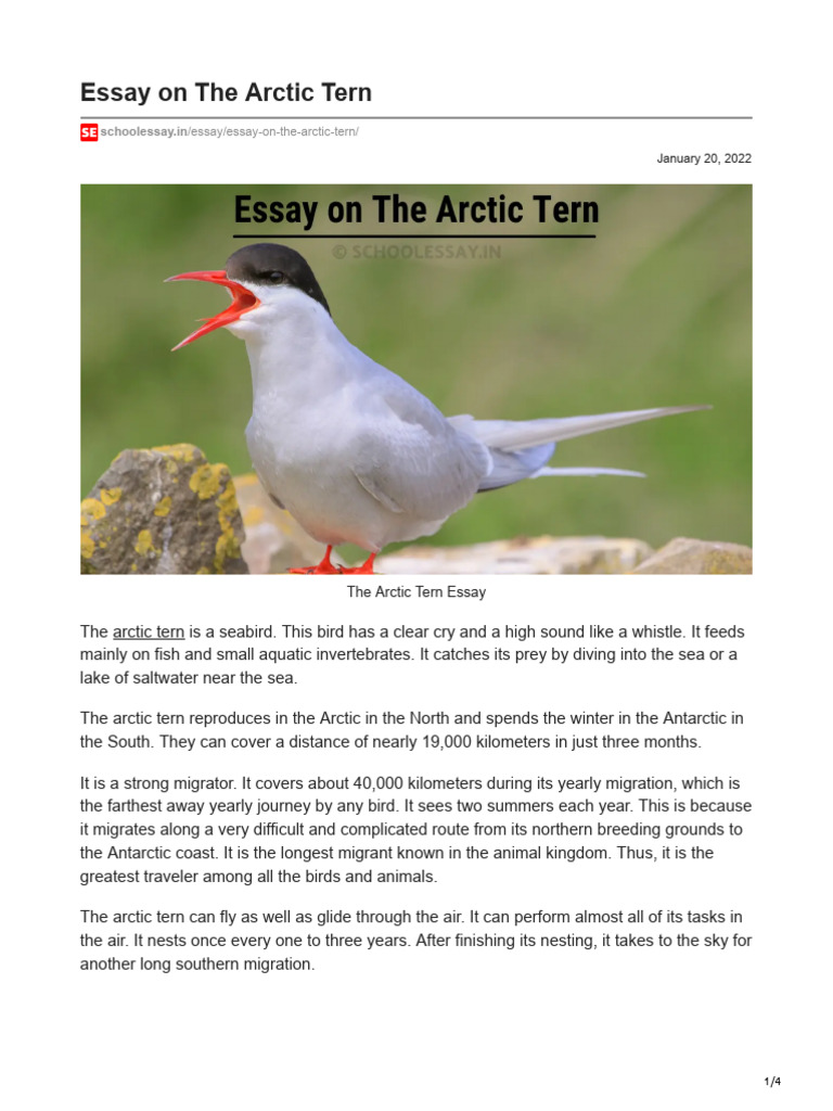 Essay On The Arctic Tern | Download Free PDF | Birds | Bird Migration