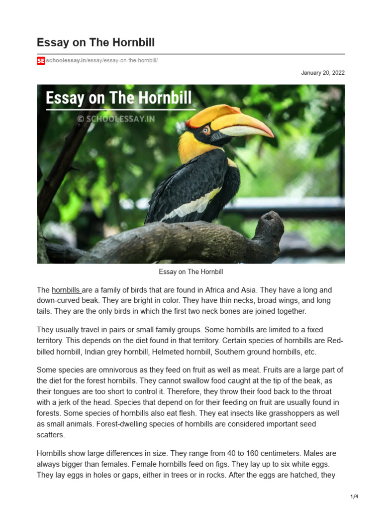 Essay On The Hornbill | PDF | Beak | Birds