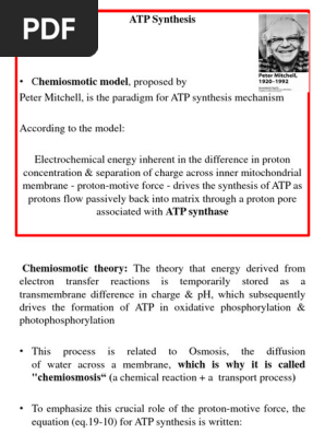 Proton Gradient Formation And Atp Synthesis Masteringbiology
