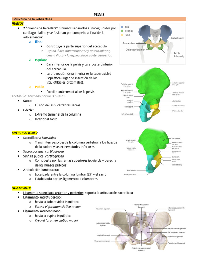 ANATOMÍA PELVIS CADERA | PDF | Pelvis | Articulación