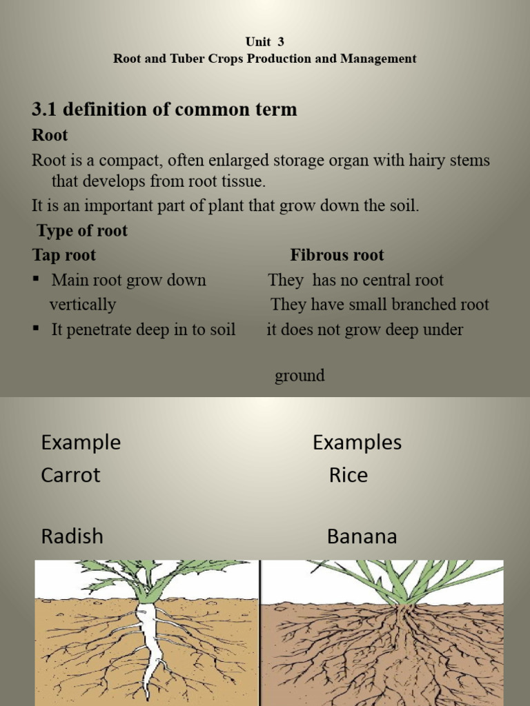 Grade 12 Agri | PDF | Root | Agriculture