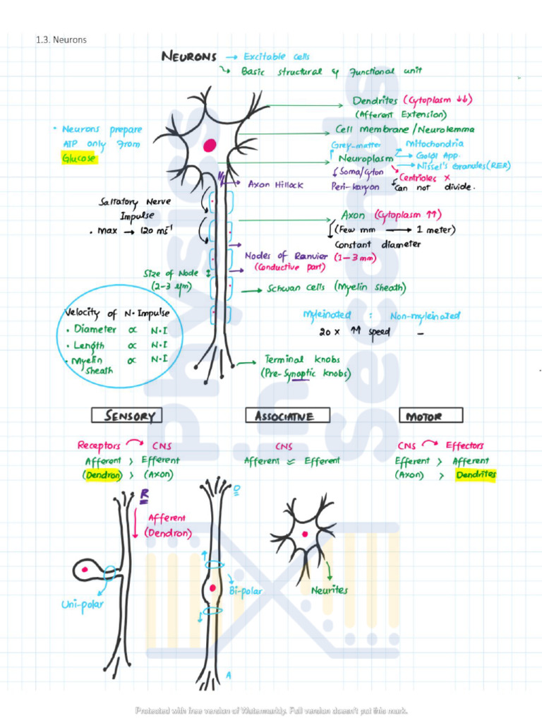 1.3 - Neurons | PDF