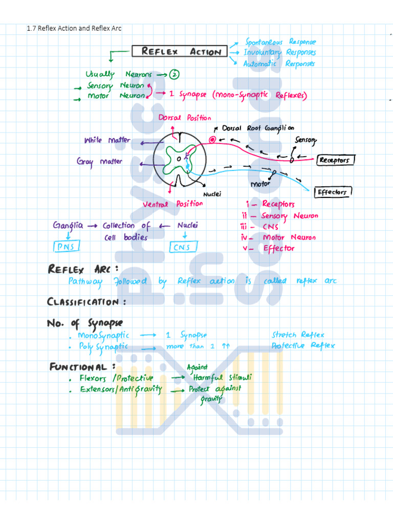 1 6 Reflex Action Reflex Arc Pdf
