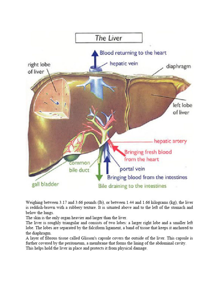 Biochemistry of Liver BCM 412 | PDF | Liver | Bile